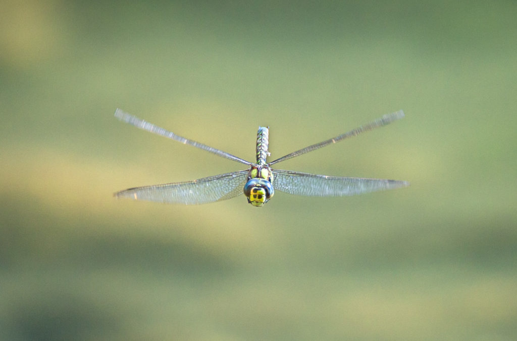 Libellules en vol - Un Œil sur la Nature