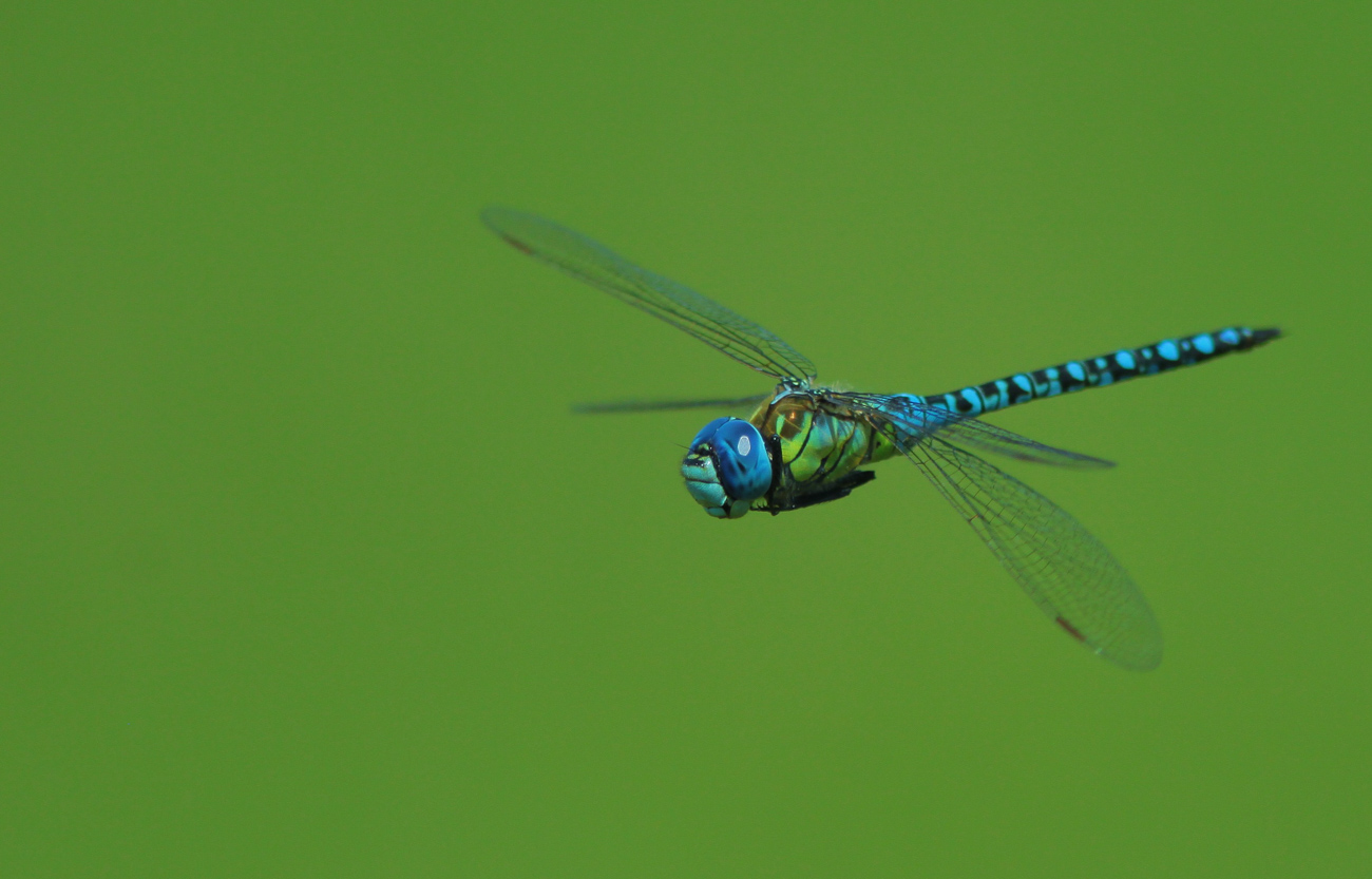 Libellules en vol - Un Œil sur la Nature