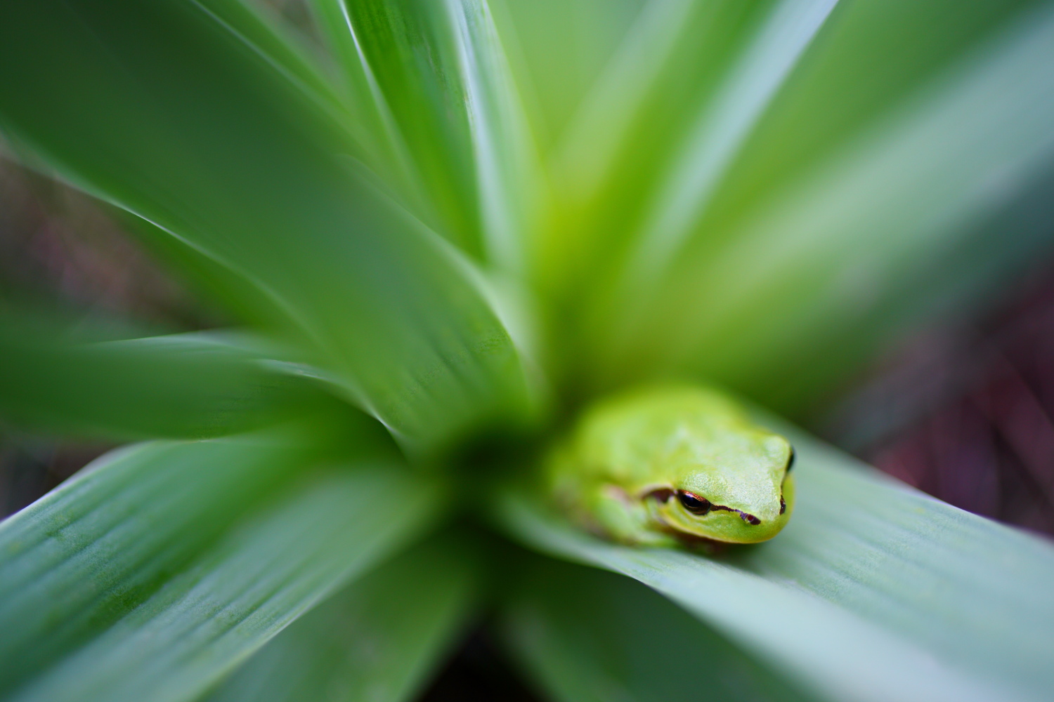 Apprendre à photographier les amphibiens - Un Œil sur la Nature