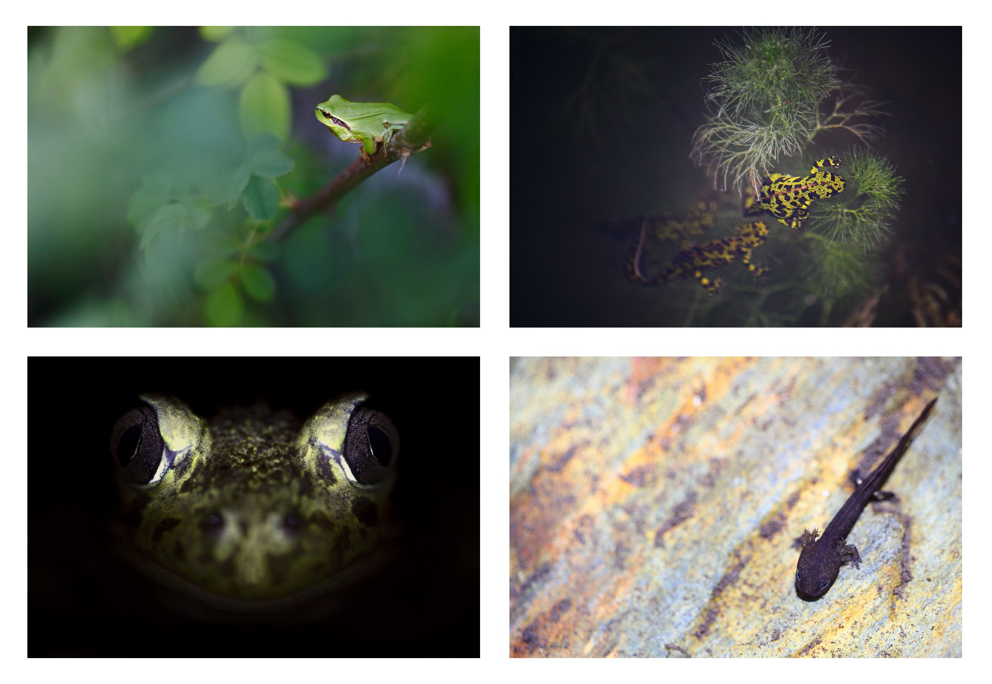 Apprendre à photographier les amphibiens - Un Œil sur la Nature