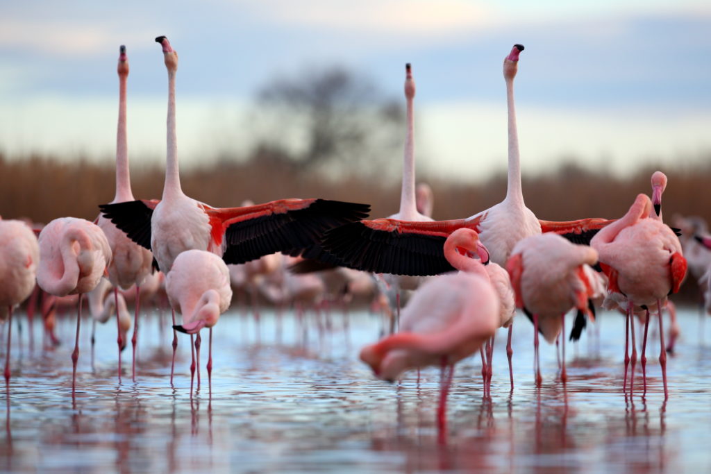 France - La parade du flamant rose en Camargue.
